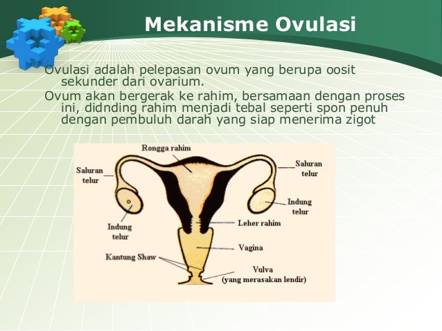 Mekanisme reproduksi kel iii