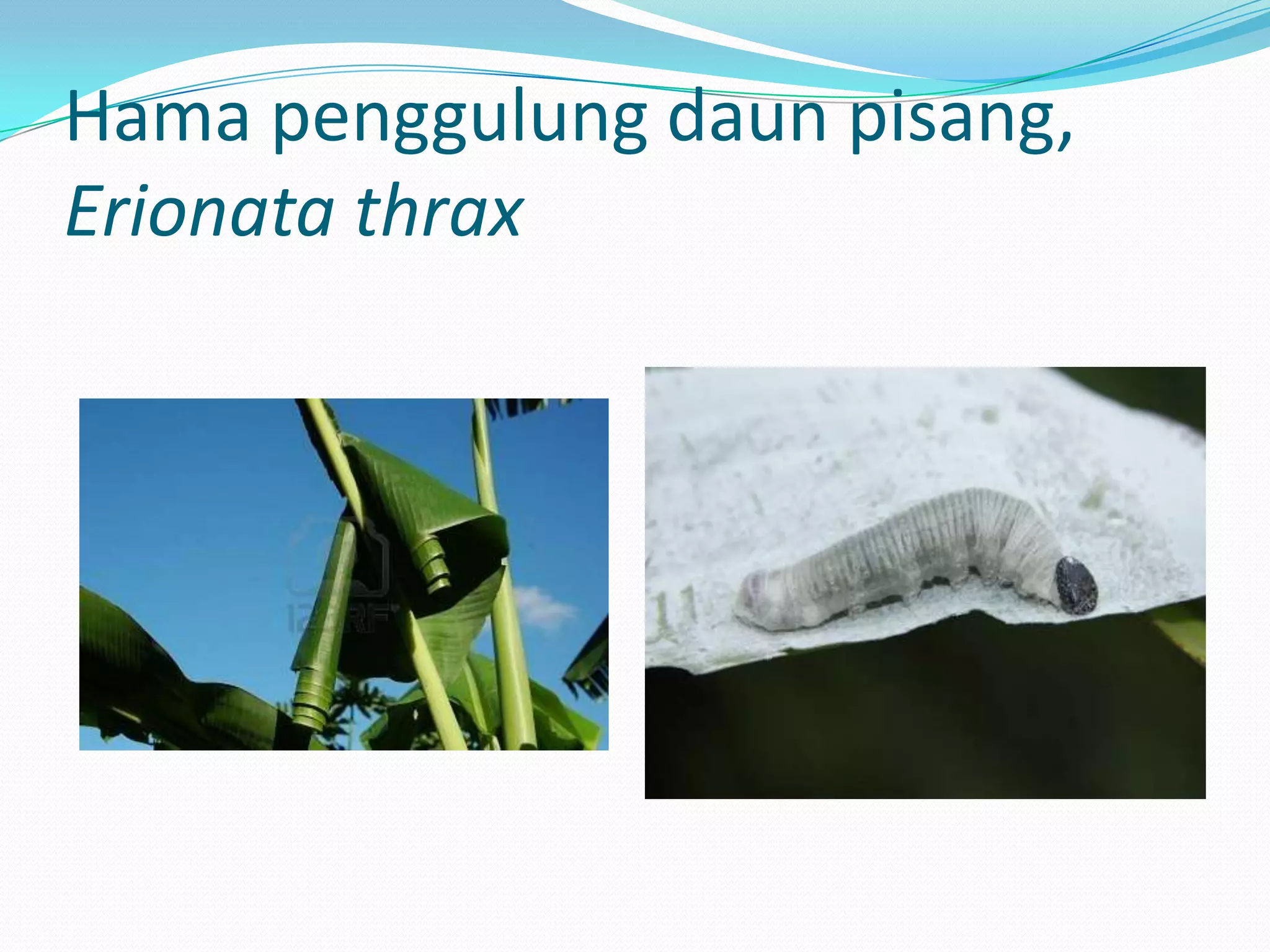 Mekanisme serangan & gejala serangan hama pada tanaman | PPTX