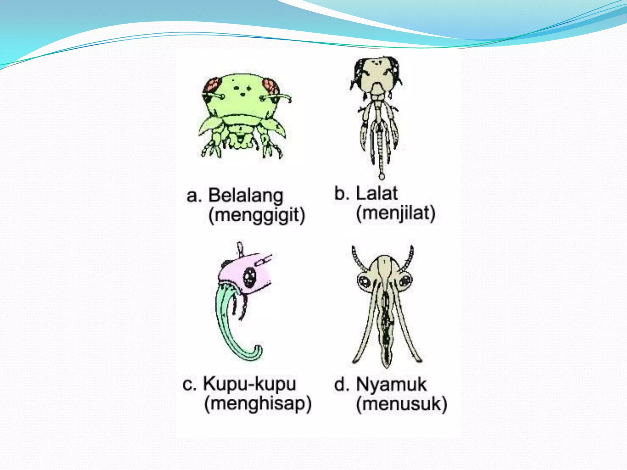 Mekanisme serangan & gejala serangan hama pada tanaman | PPTX
