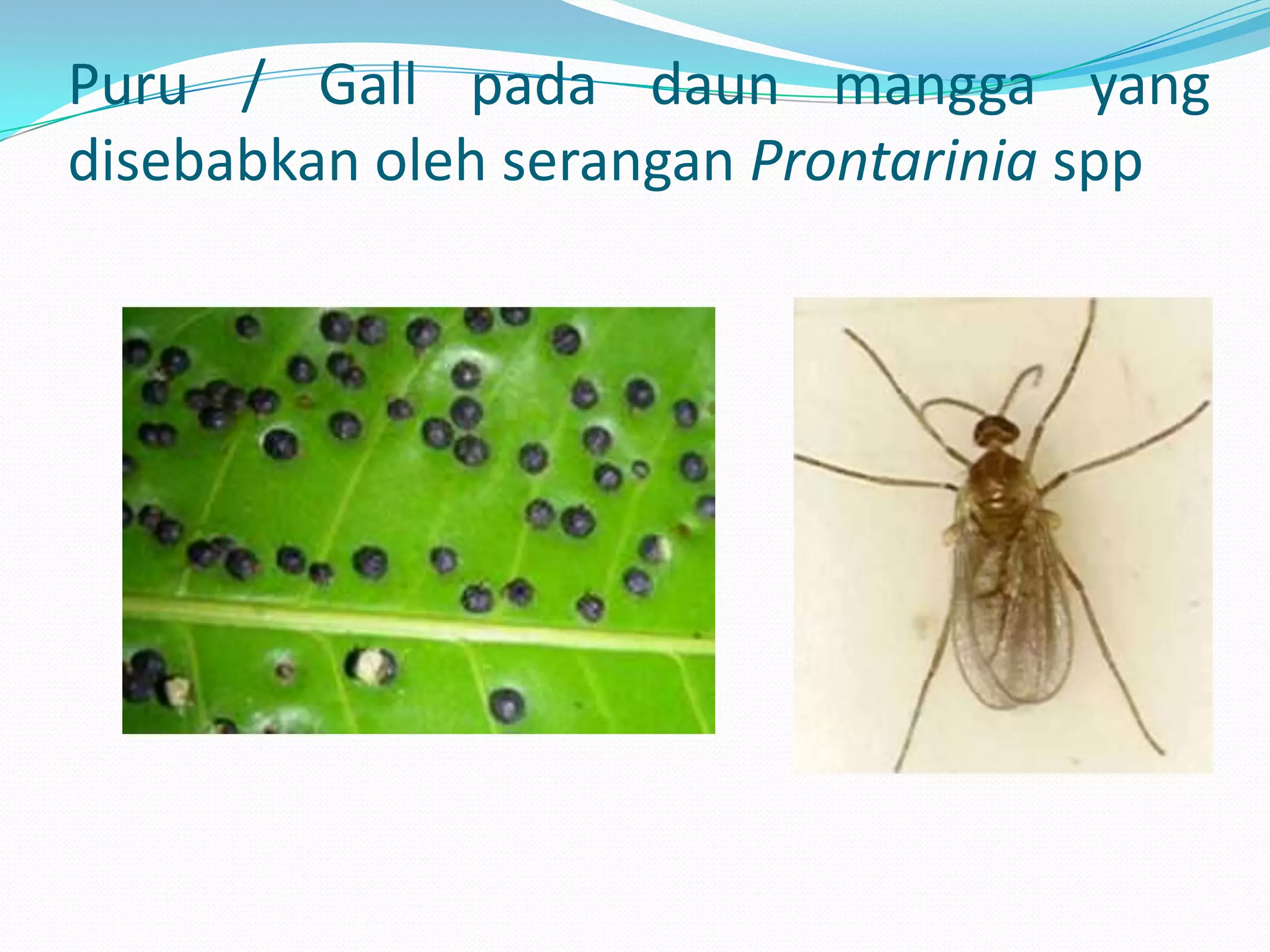 Mekanisme serangan & gejala serangan hama pada tanaman | PPTX