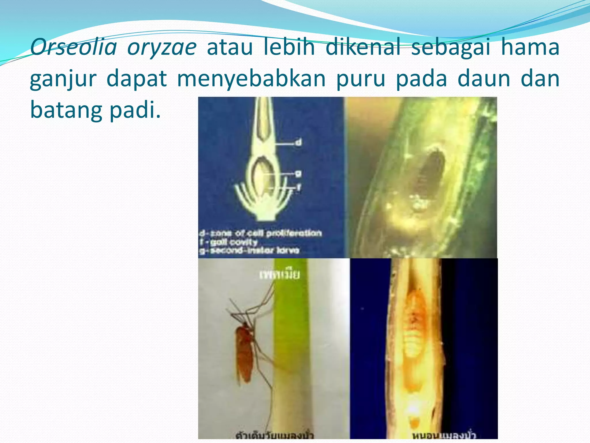 Mekanisme serangan & gejala serangan hama pada tanaman | PPTX