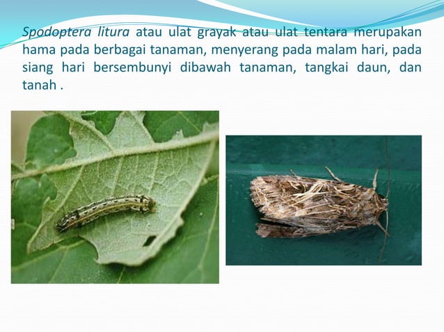 Mekanisme serangan & gejala serangan hama pada tanaman | PPTX
