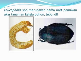 Mekanisme serangan & gejala serangan hama pada tanaman | PPTX