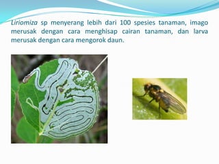 Mekanisme serangan & gejala serangan hama pada tanaman | PPTX