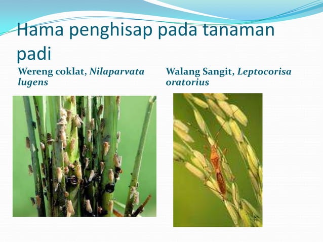 Mekanisme serangan & gejala serangan hama pada tanaman