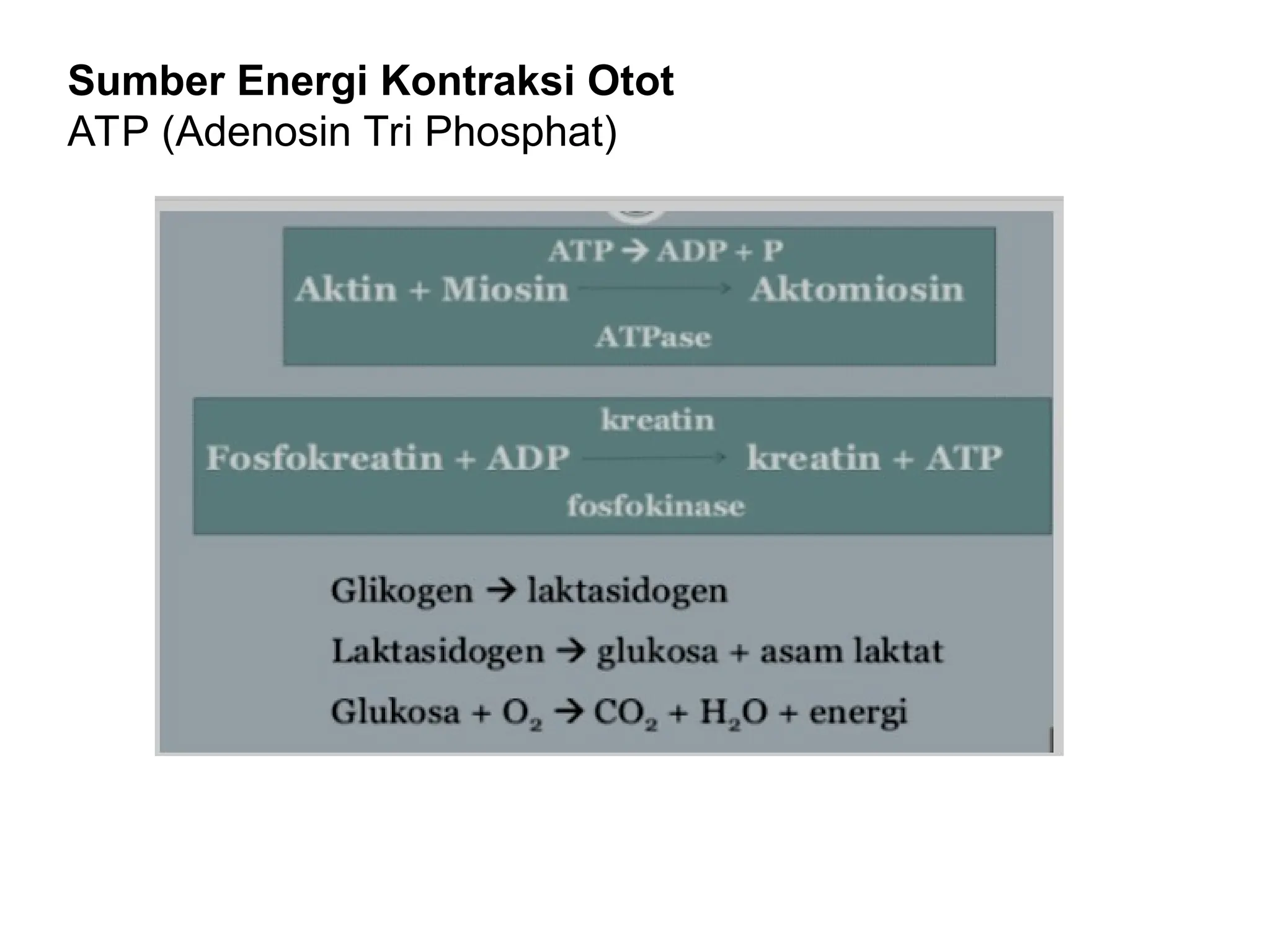 Mekanisme Terjadinya Gerak kelas X ..ppt