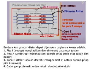Mekanisme Terjadinya Gerak kelas X ..ppt