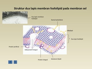 Mekanisme_Transpor_Materi_pada_Sel2.pptx