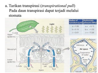 MEKANISME_TRANSPOR_PADA_TUMBUHAN_PERTEMU.ppt