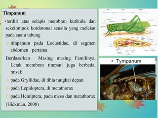 MEKANORESEPTOR pada terlinga (1).pdf