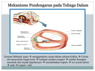 MEKANORESEPTOR pada terlinga (1).pdf