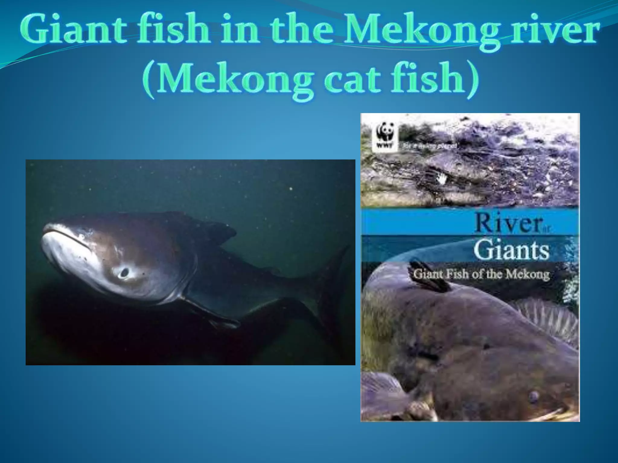 Mekong cat fish | PPTX