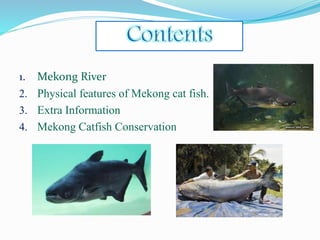 Mekong cat fish | PPT