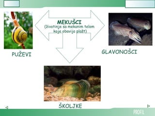 Mekušci | PPT