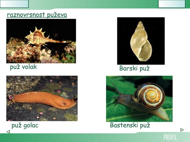 Mekušci | PPT