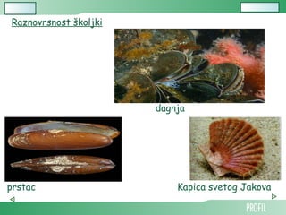 Mekušci | PPT