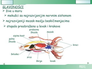 Mekušci | PPT