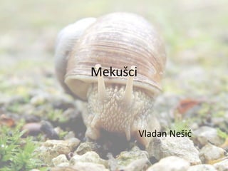 Mekušci | PPTX
