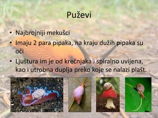 Mekušci | PPTX