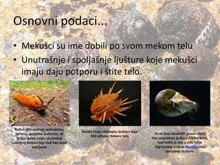 Mekušci | PPTX