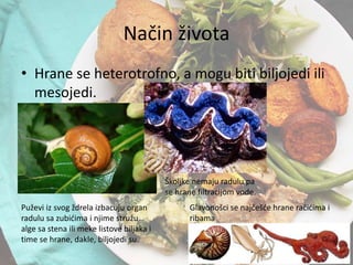 Mekušci | PPTX