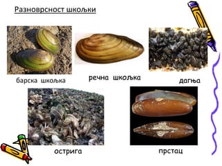 Mekušci školjke | PPTX