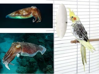 Mekušci školjke | PPTX