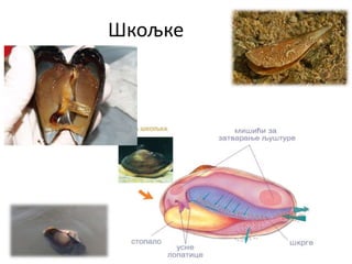 Mekušci školjke | PPTX