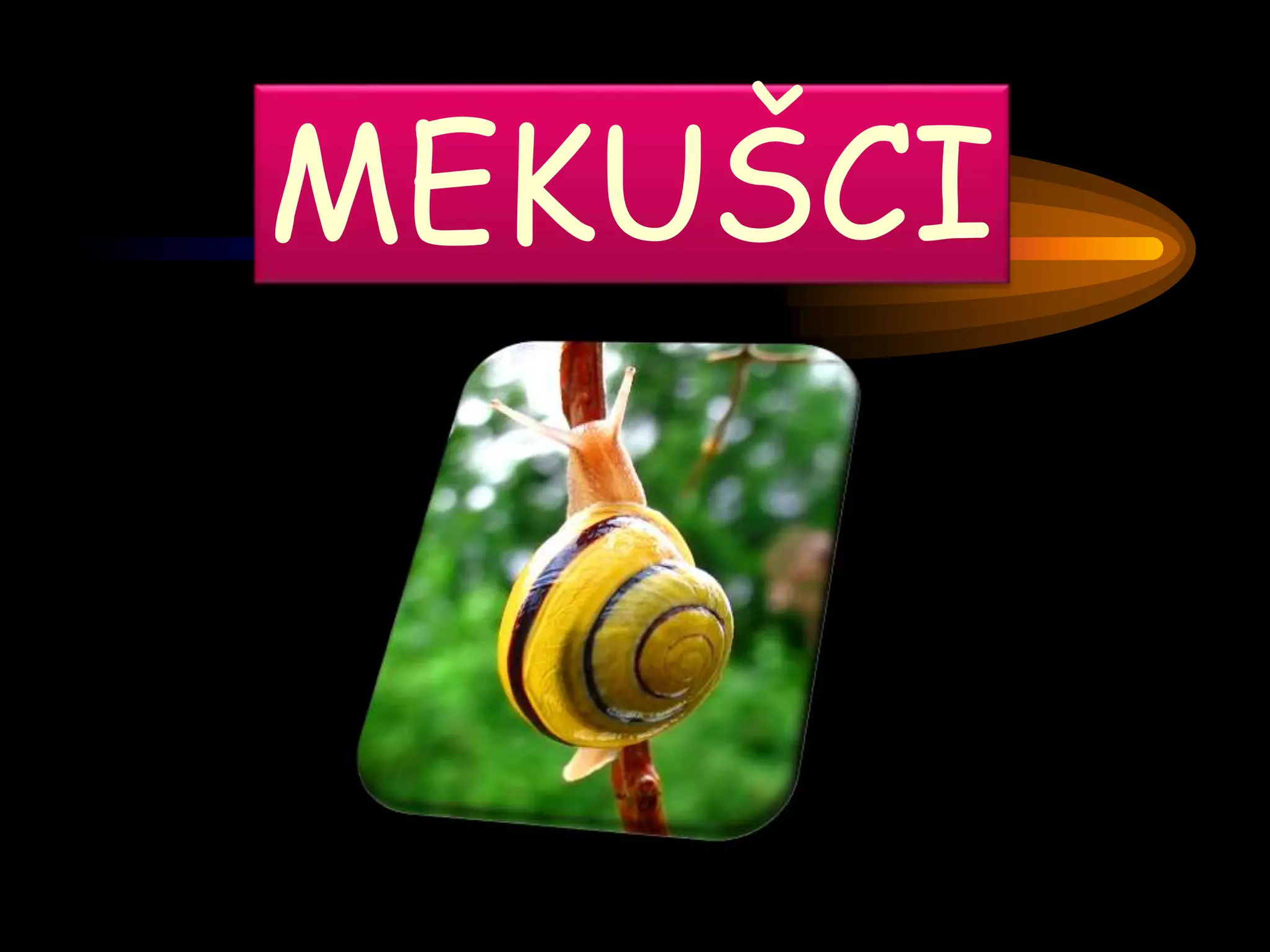 Mekusci | PPTX