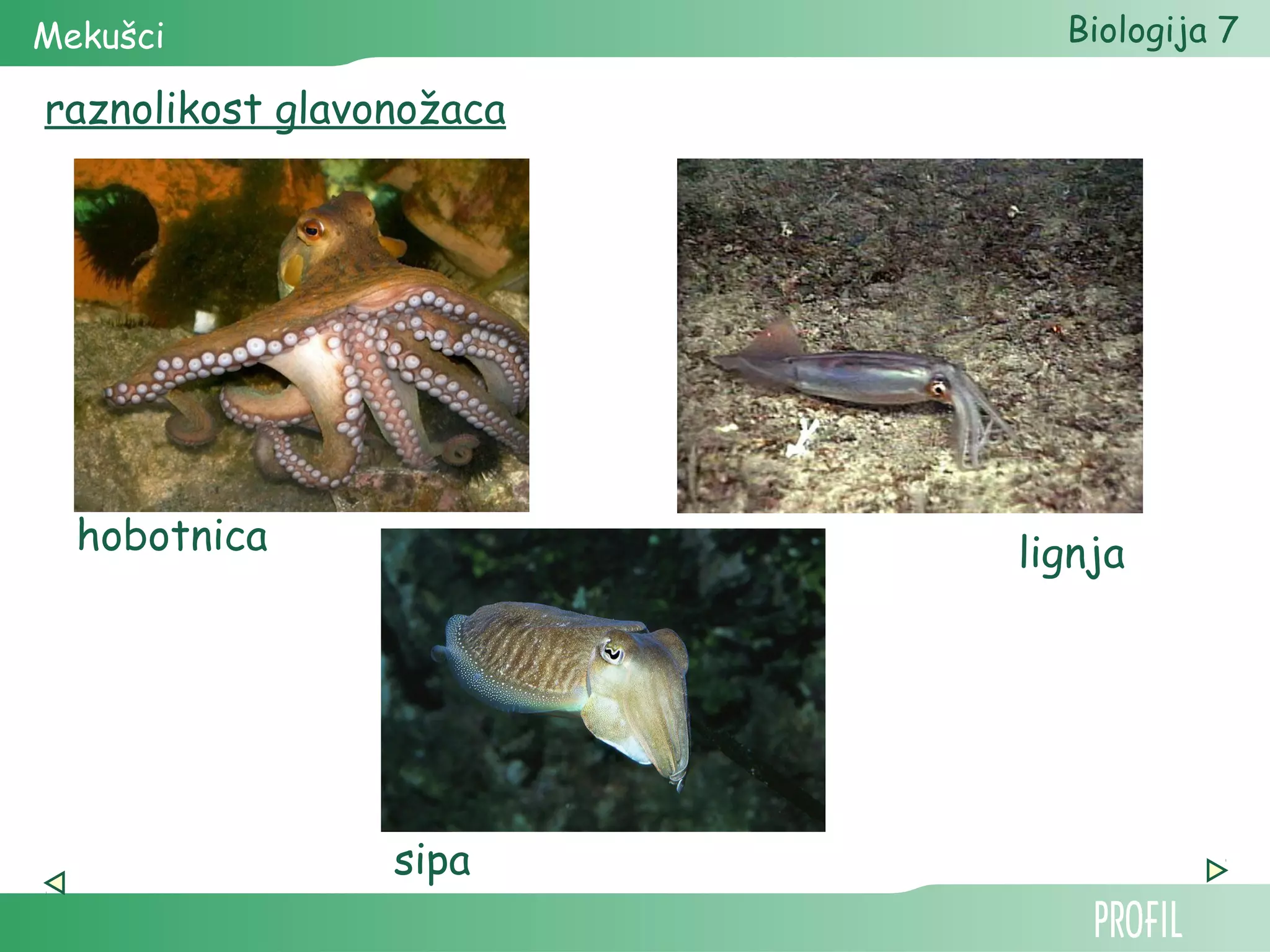 Mekusci ppt | PPT