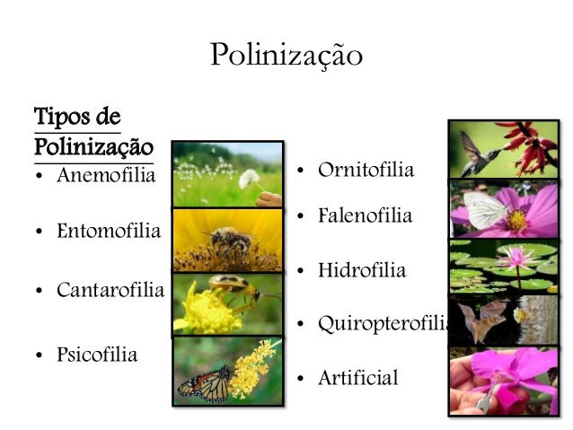 Produtos Endógenos - Mel