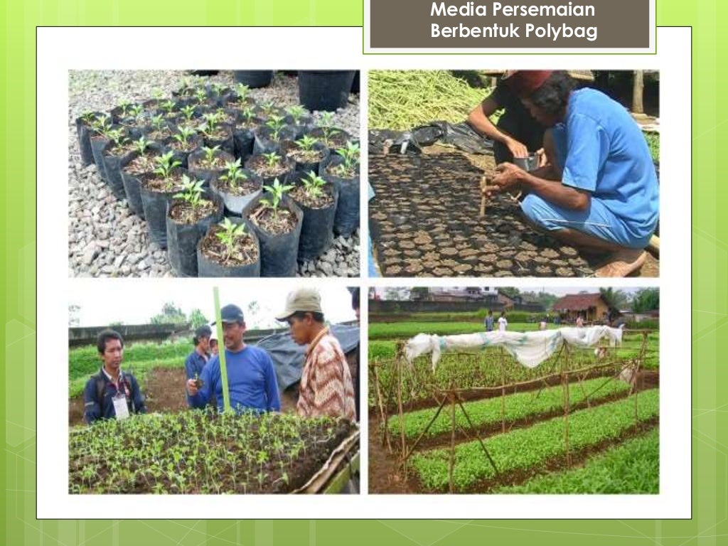 Melaksanakan teknik persemaian tanaman sayur