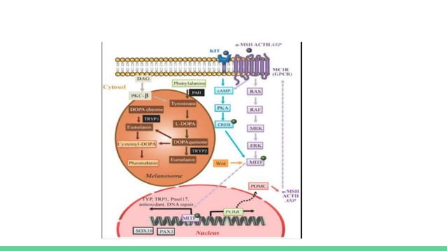 Melanin presentation(the pigment which is responsible for color).pptx ...