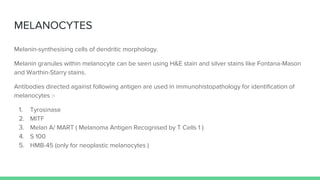 Melanin presentation(the pigment which is responsible for color).pptx ...