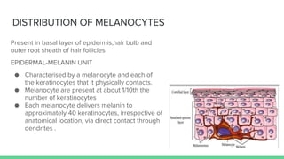 Melanin presentation(the pigment which is responsible for color).pptx