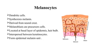 Melanin in dermatology department .pptx