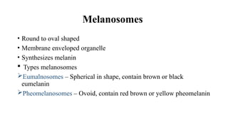 Melanin in dermatology department .pptx