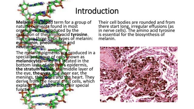 Melanin | PPTX | Skin and Dermatology | Diseases and Conditions