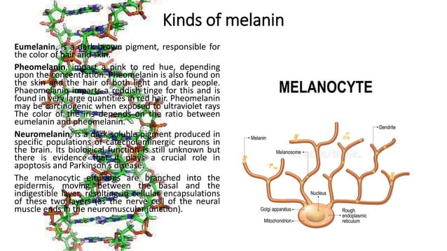Melanin | PPTX | Skin and Dermatology | Diseases and Conditions