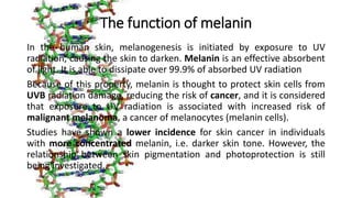 Melanin | PPTX