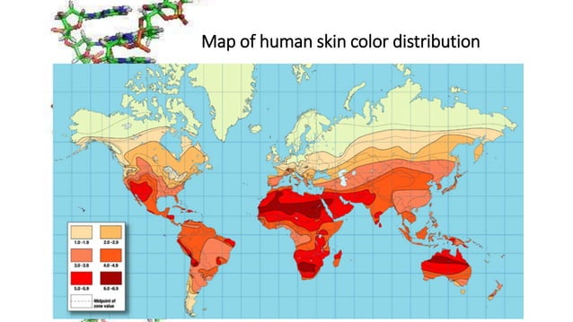 Melanin | PPTX | Skin and Dermatology | Diseases and Conditions
