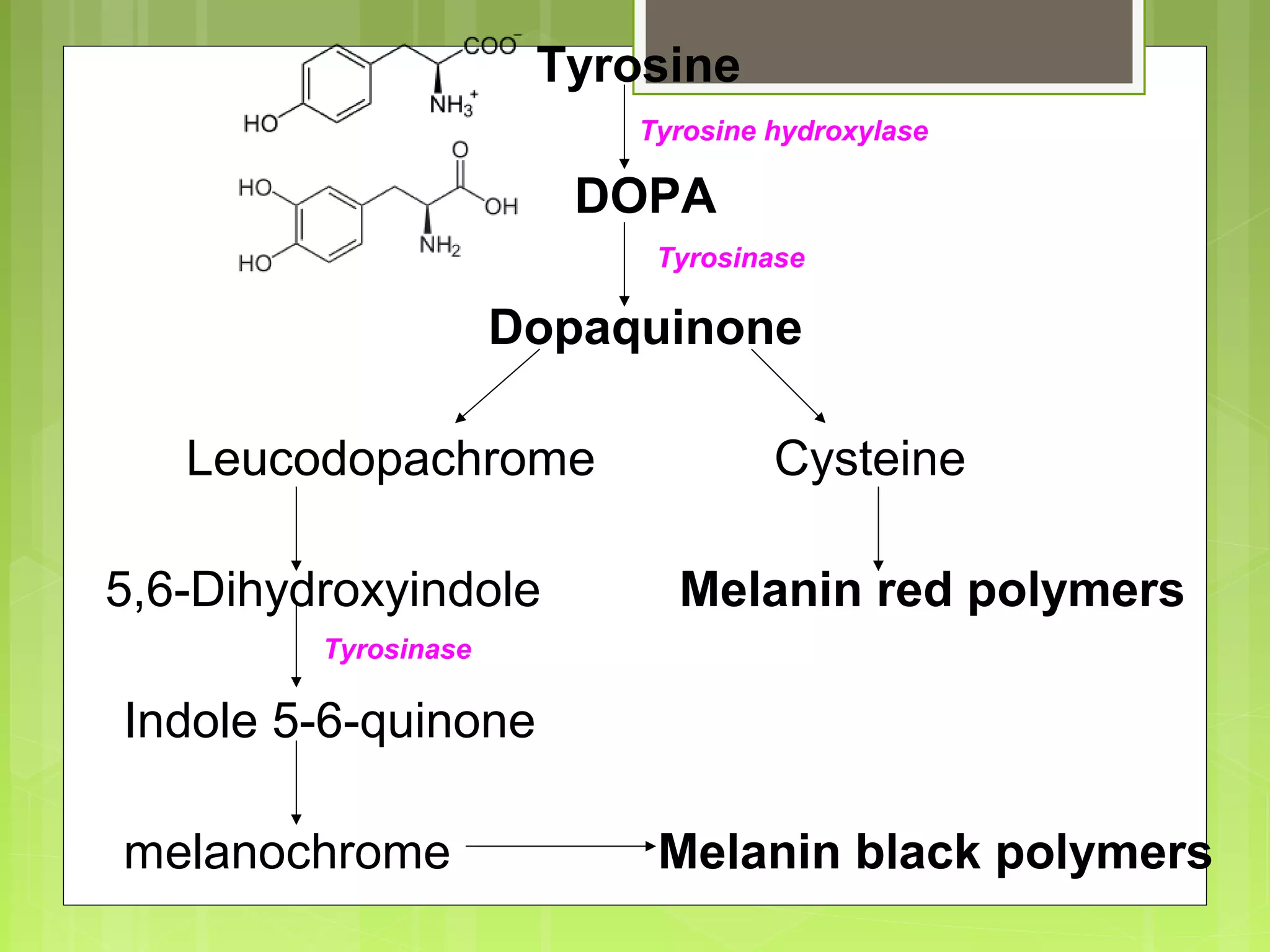 Melanin synthesis | PPT