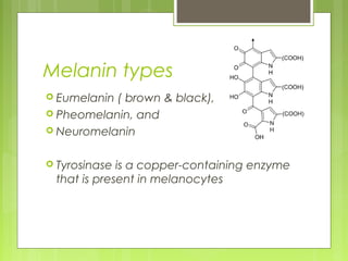 Melanin synthesis | PPT