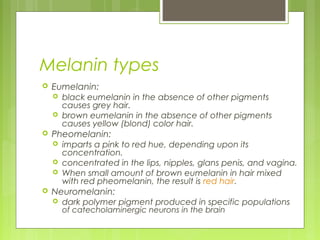Melanin synthesis | PPT