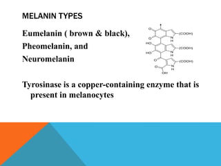 Melanin--Synthesis-Rajendra | PPT