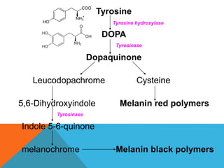 Melanin--Synthesis-Rajendra | PPT