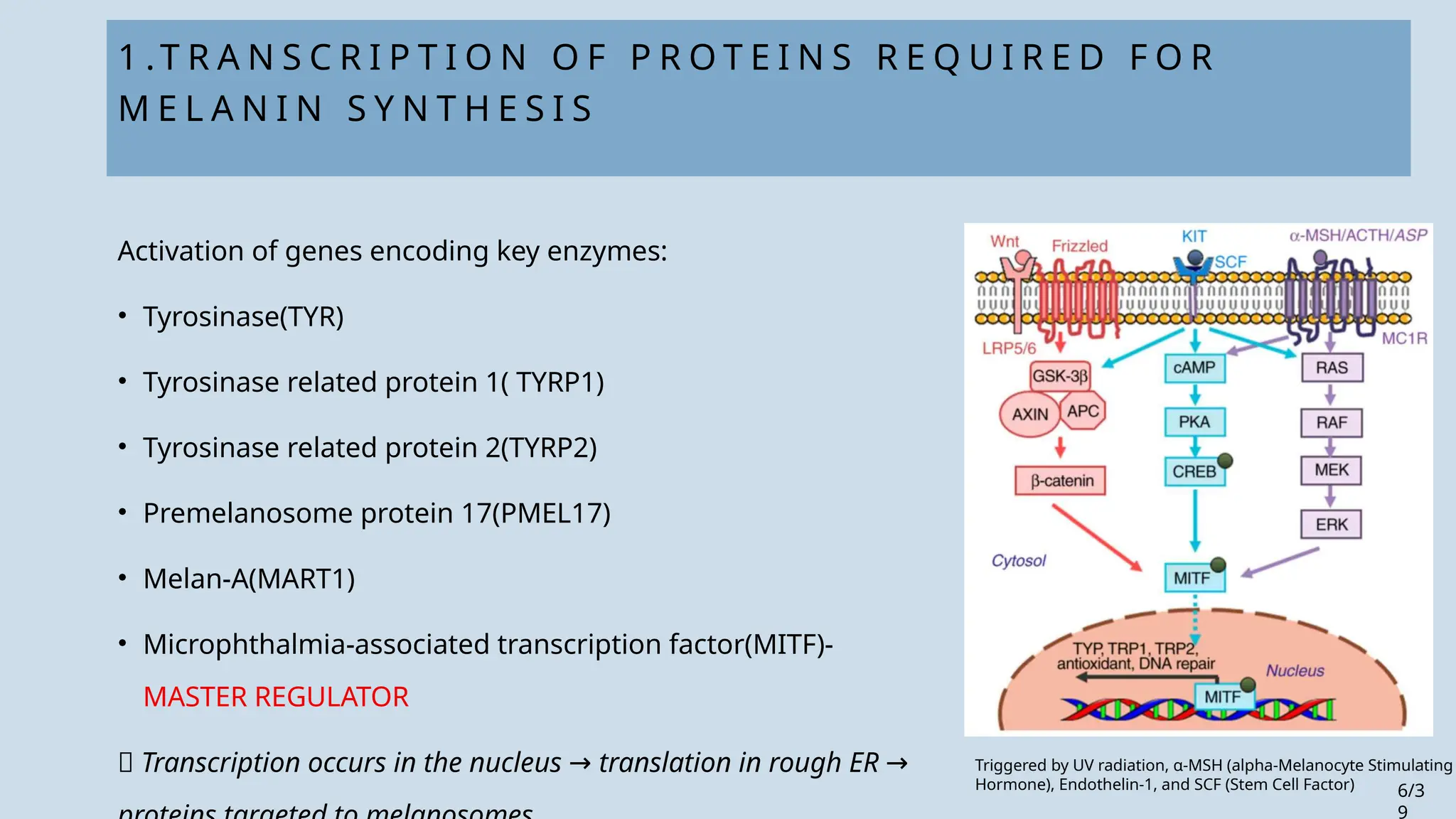 Melanin synthesis and associated disorders | PPTX