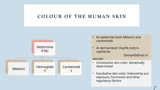 Melanin synthesis and associated disorders | PPTX