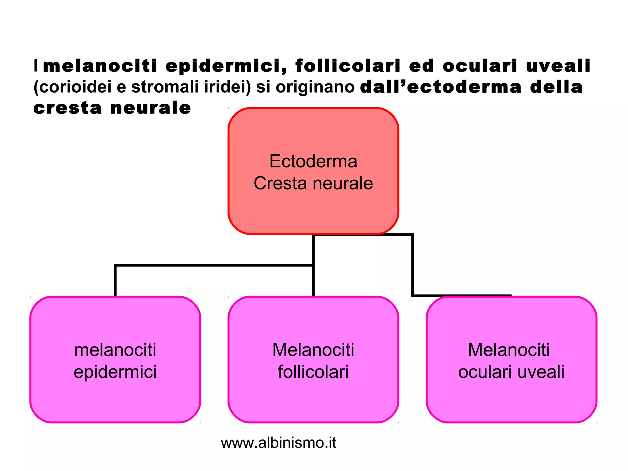 Melanociti: localizzazione, origine, funzione | PPT