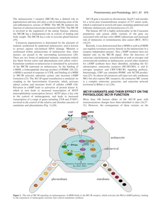 Melanocortin 1 receptor variants: functional role and pigmentary ...